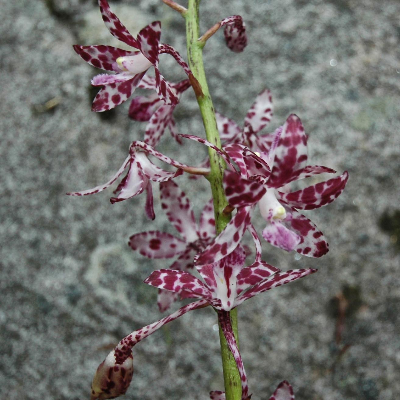 Research into Australian Native Orchids - Dooral Roundup Magazine